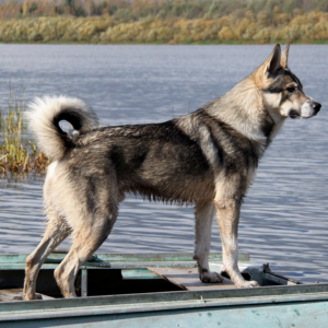 History of the Breed - Squam River American Northern Inuit Dogs